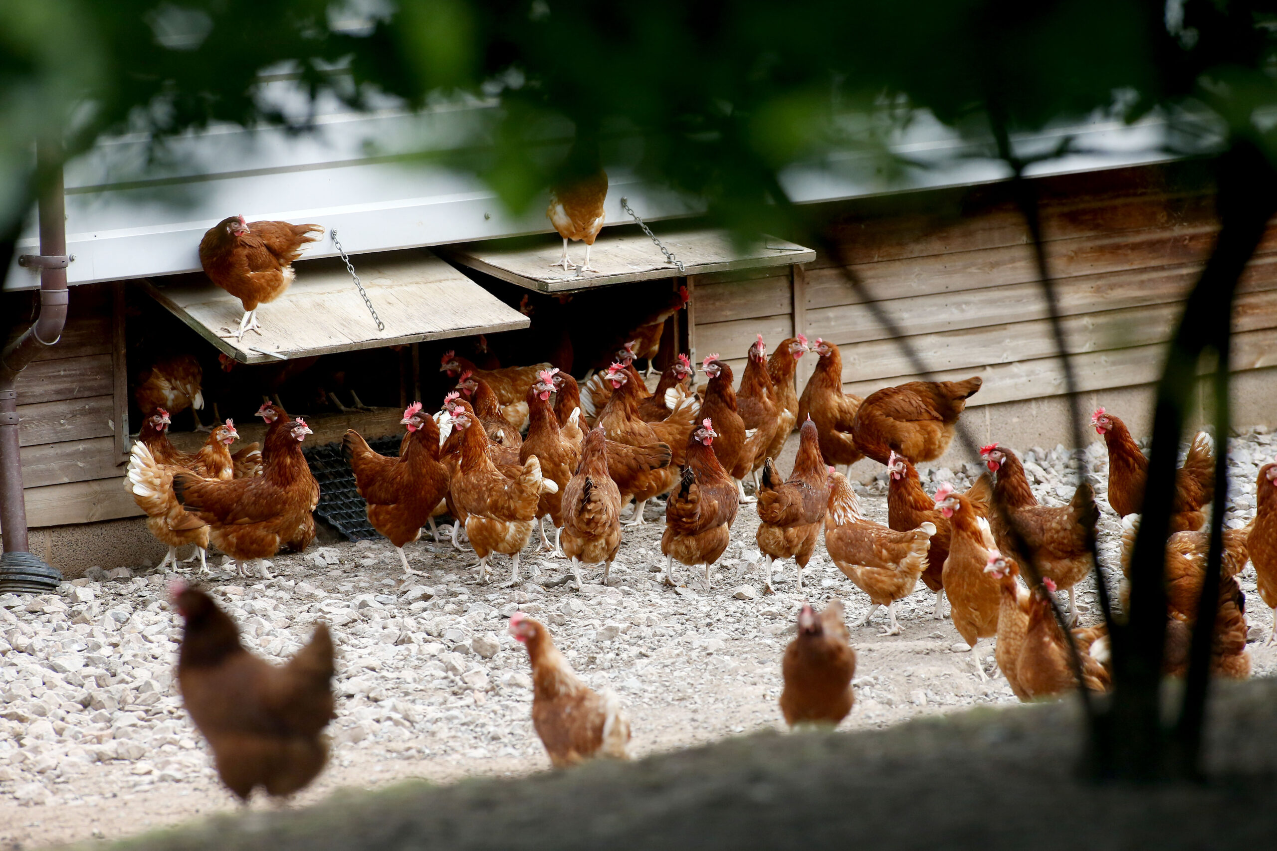 Deadline approaching for Scottish bird keepers to register poultry ...