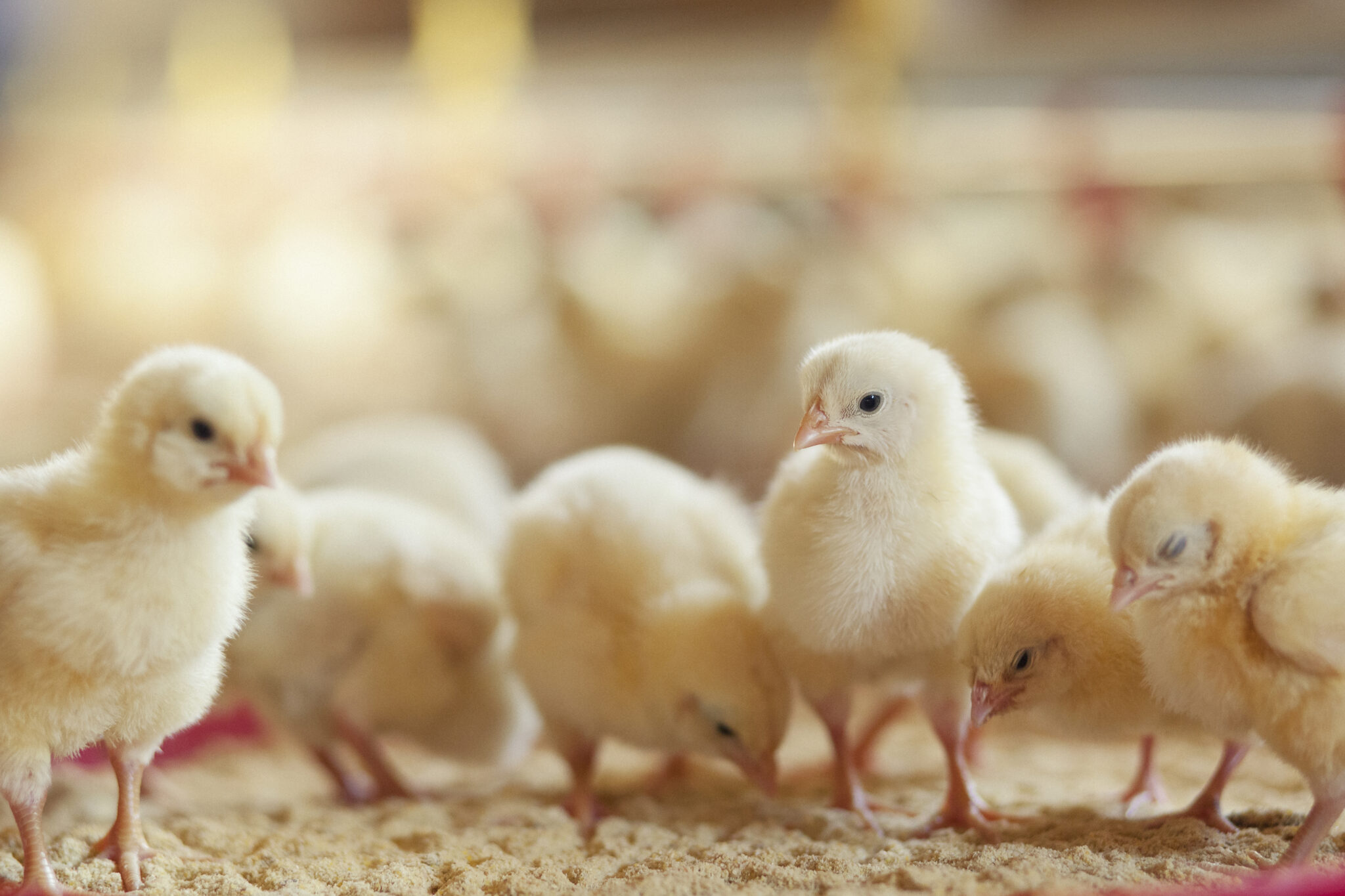 Poultry numbers grow in England, driven by broilers - Poultry News