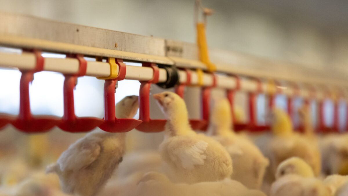 The key to early disease detection - Poultry News