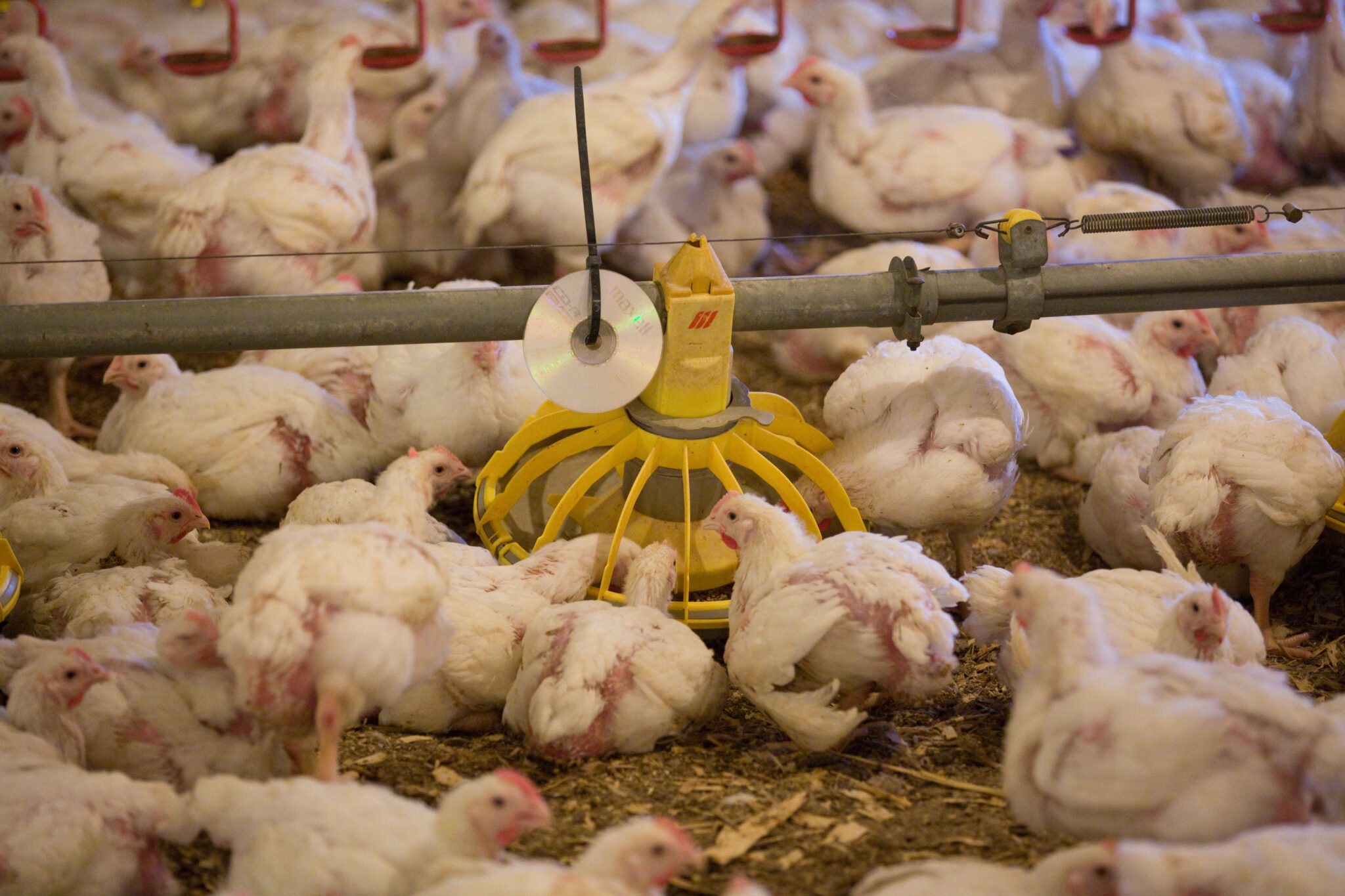UK poultry meat production hits a high - Poultry News
