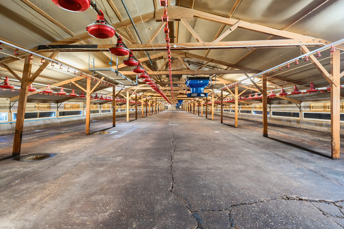 Award-winning poultry farm up for sale in Derbyshire - Poultry News