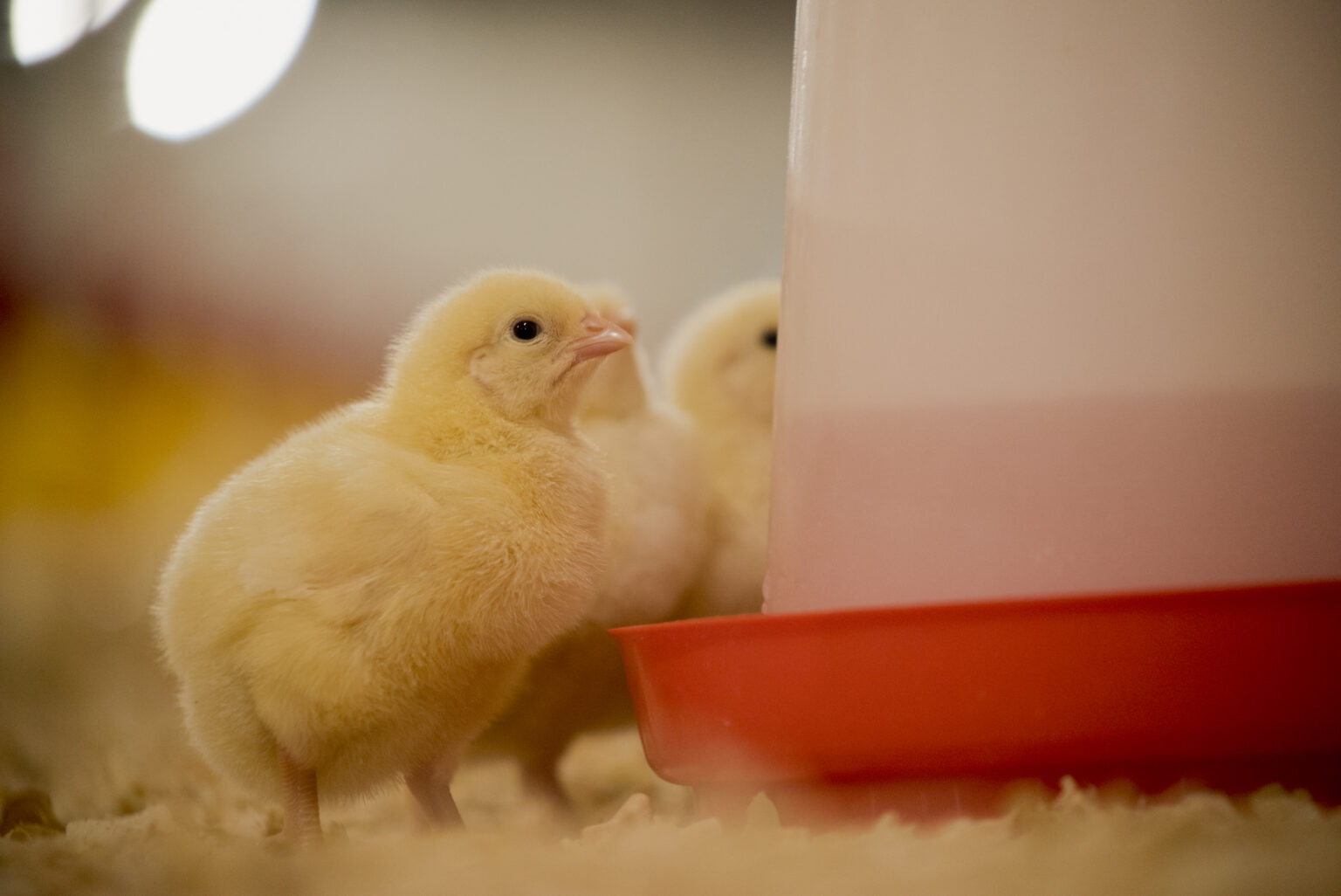 Broiler nutrition: the day zero effect - Poultry News