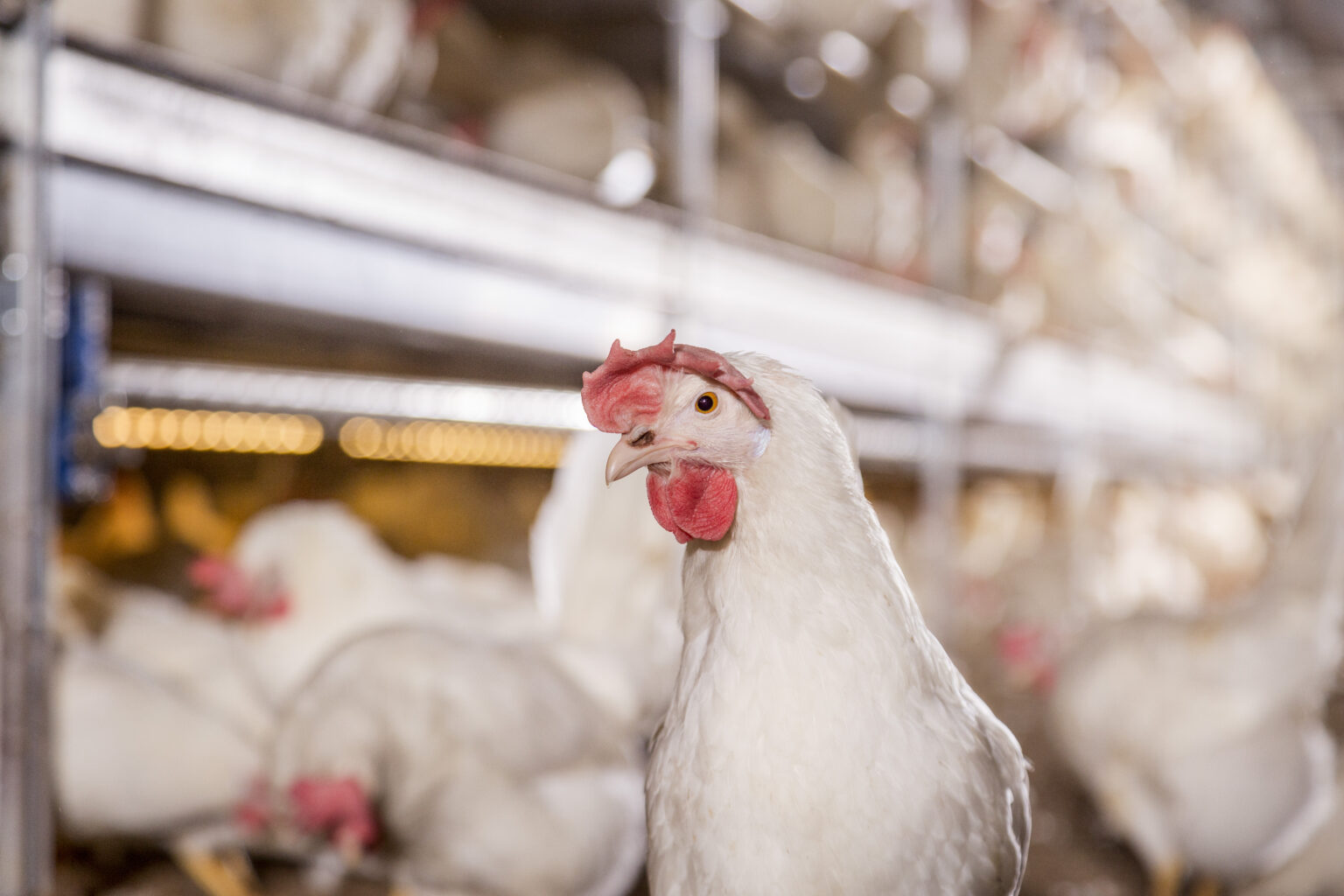New pedigree breeding facility for Hendrix Genetics - Poultry News