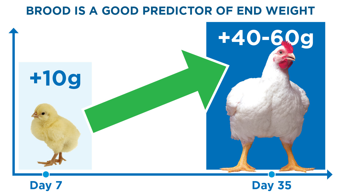 Tools for a good brood - Poultry News