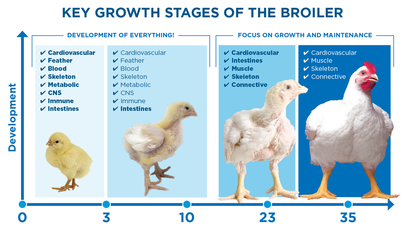 Tools for a good brood - Poultry News