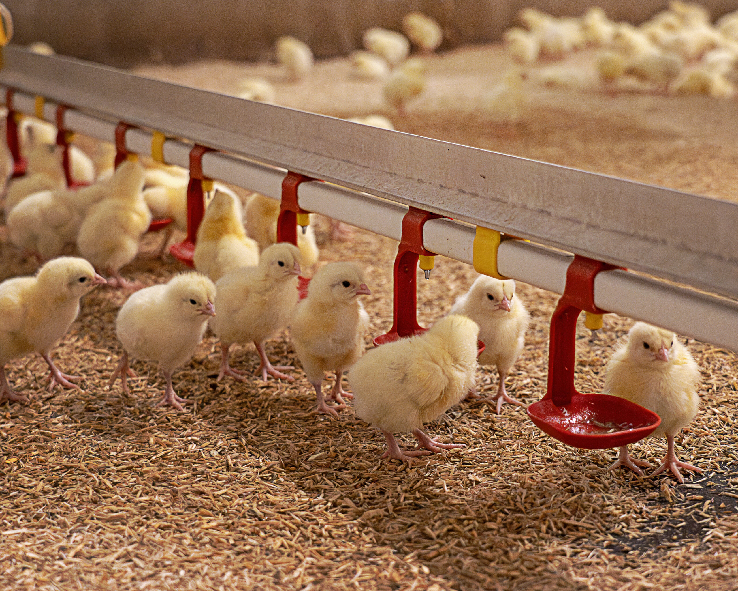 Cleaning for performance - Poultry News