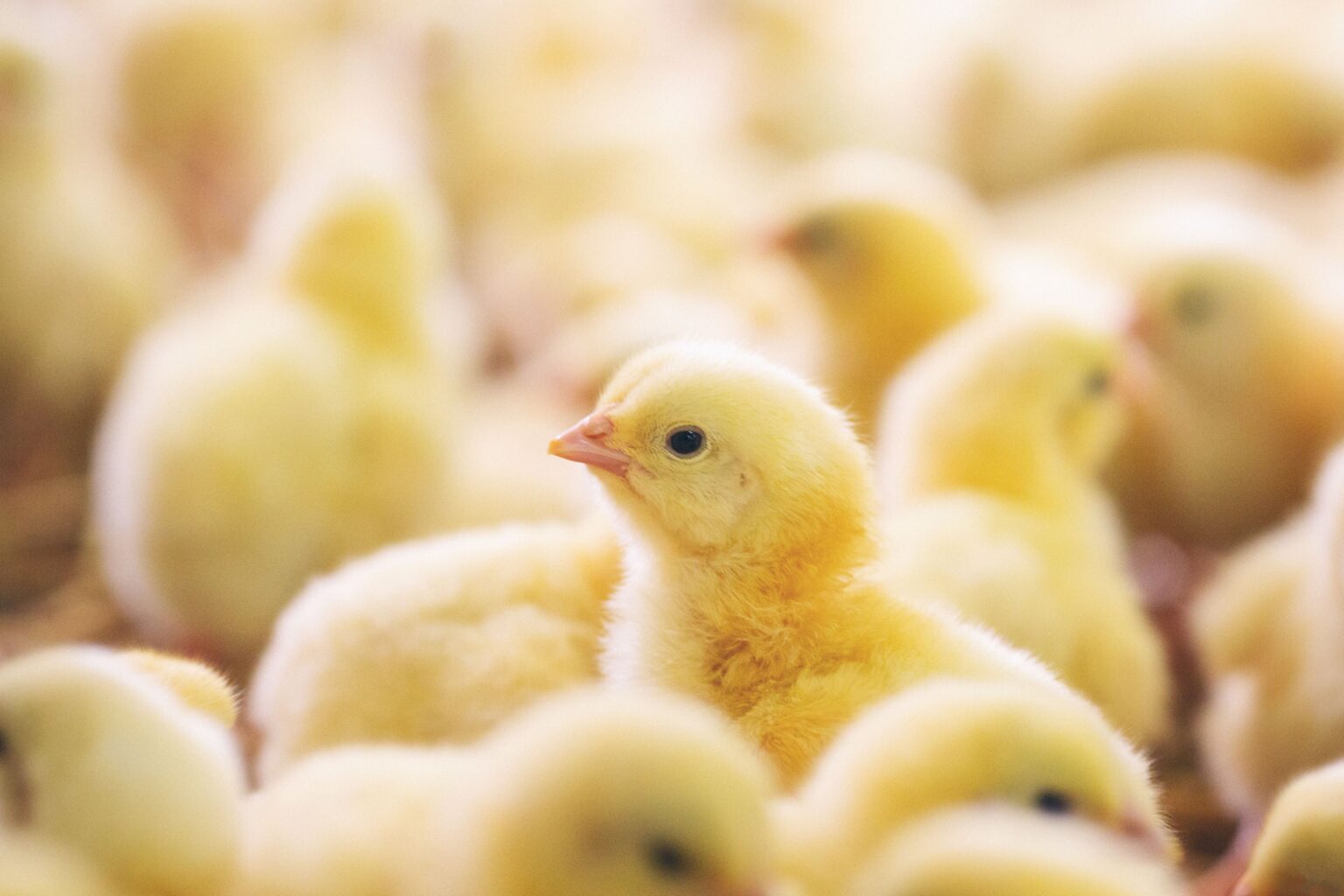 RSPCA Assured announces new RSPCA welfare standards for hatcheries ...