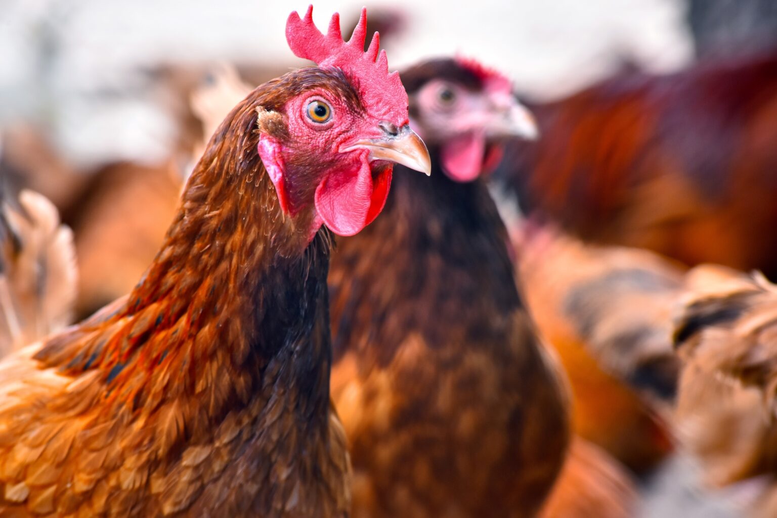 Bird gatherings banned to prevent the spread of avian influenza ...