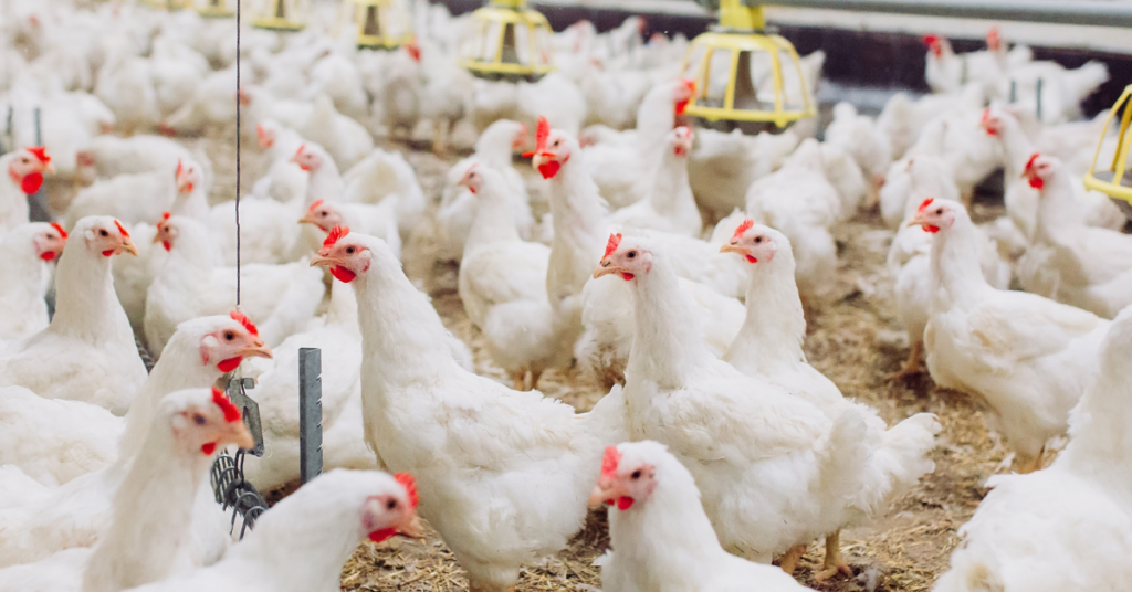 Strong prices for EU poultry sector - Poultry News