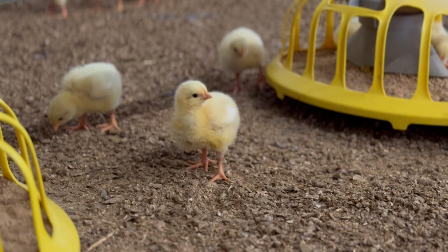 UK poultry meat production climbs again - Poultry News