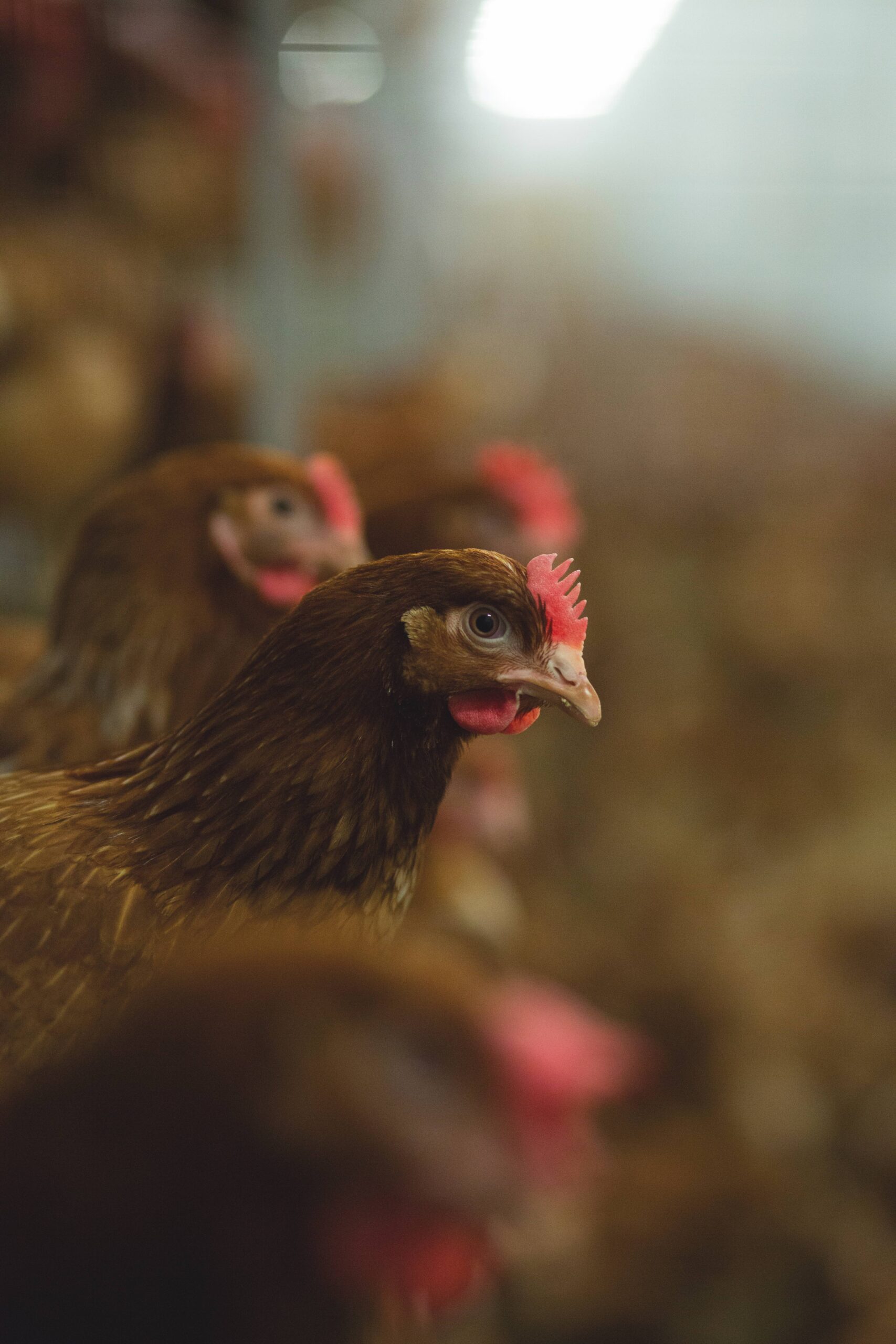 Pullet prices set to rise as rearers warn of growing supply crisis ...