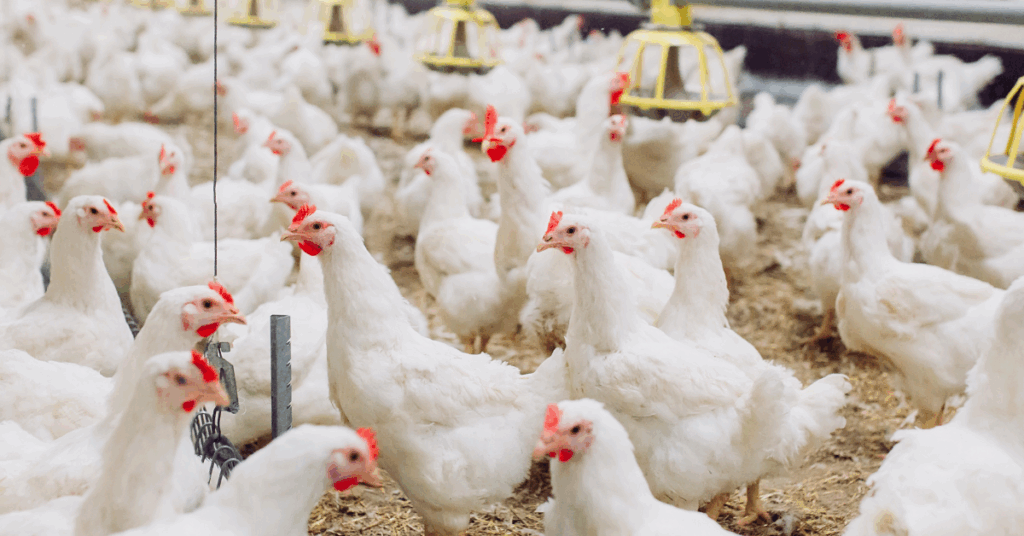 EU broiler price surpasses €3/kg to new record high - Poultry News
