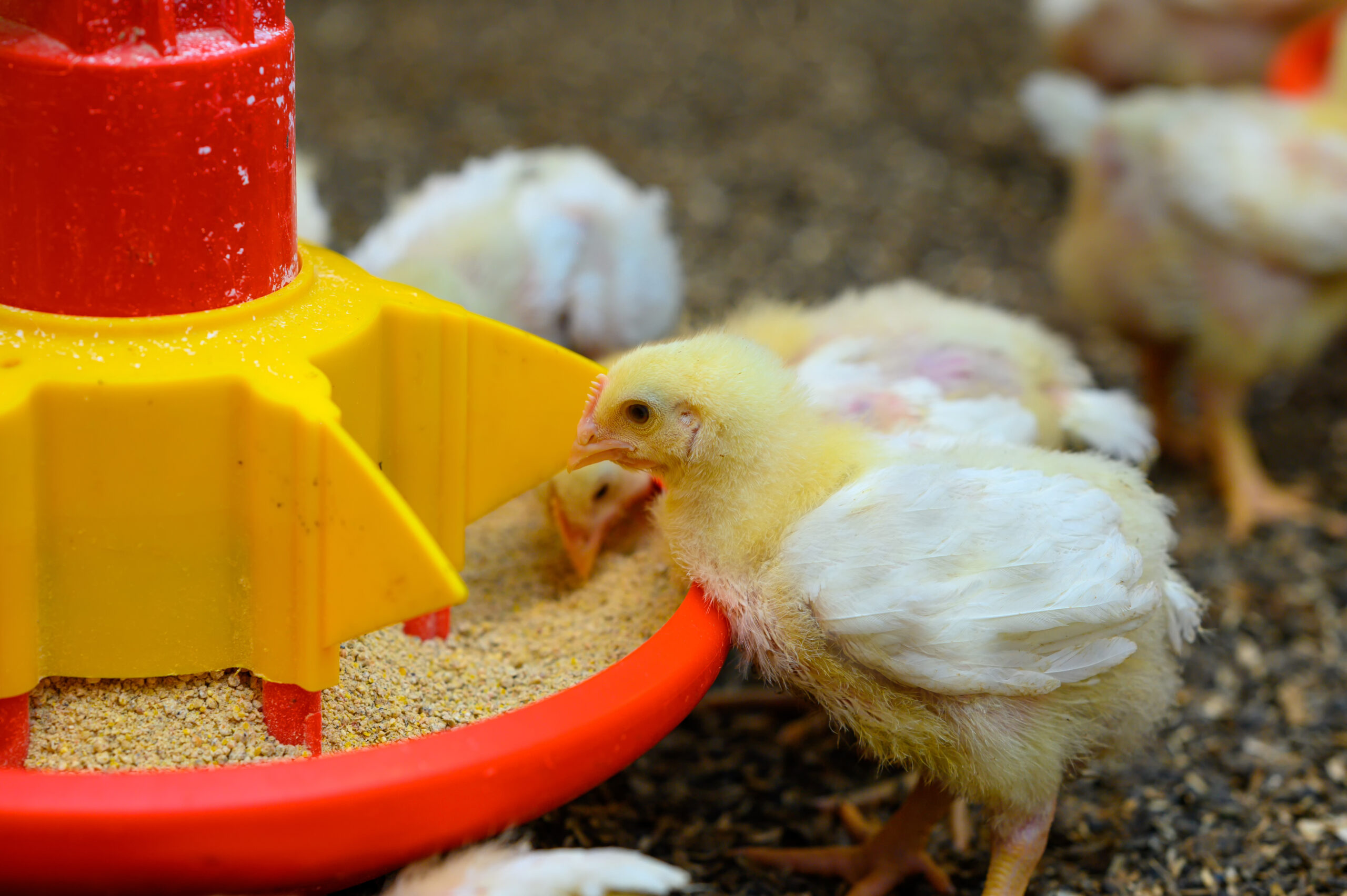 New coccidiosis control product launched in UK - Poultry News